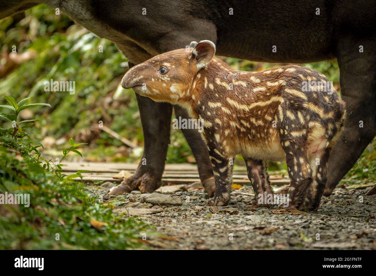 Tapir Baby (Tapirus bairdii) Tapir (Tapirus bairdii) exploring its ...