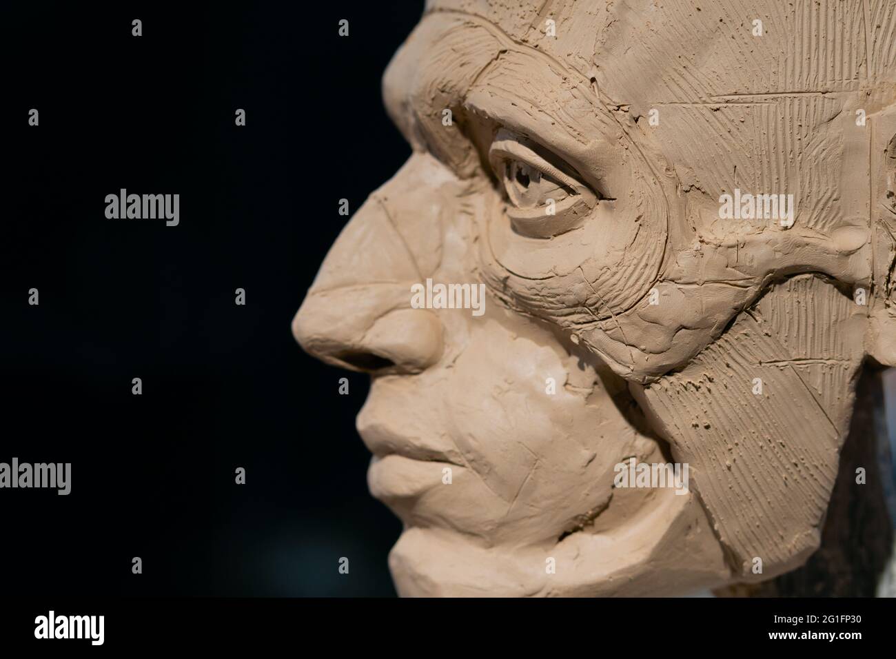 The process of creating ecorche. The sculptor is working. Sculpture of ...