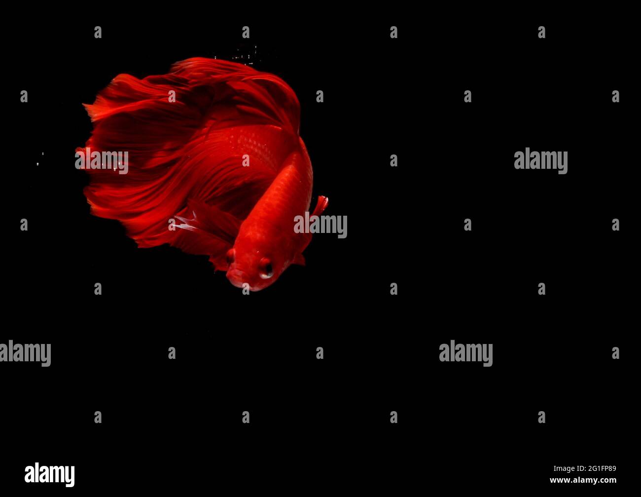 Super Red Halfmoon, Cupang, Betta, siamese fighting fish beyond bubbles ...