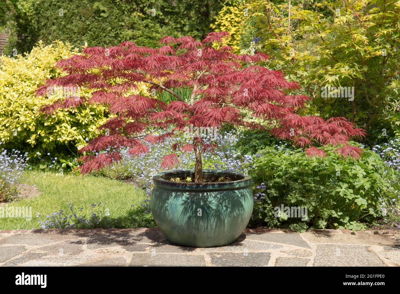 Japanese maple pot hi-res stock photography and images - Alamy