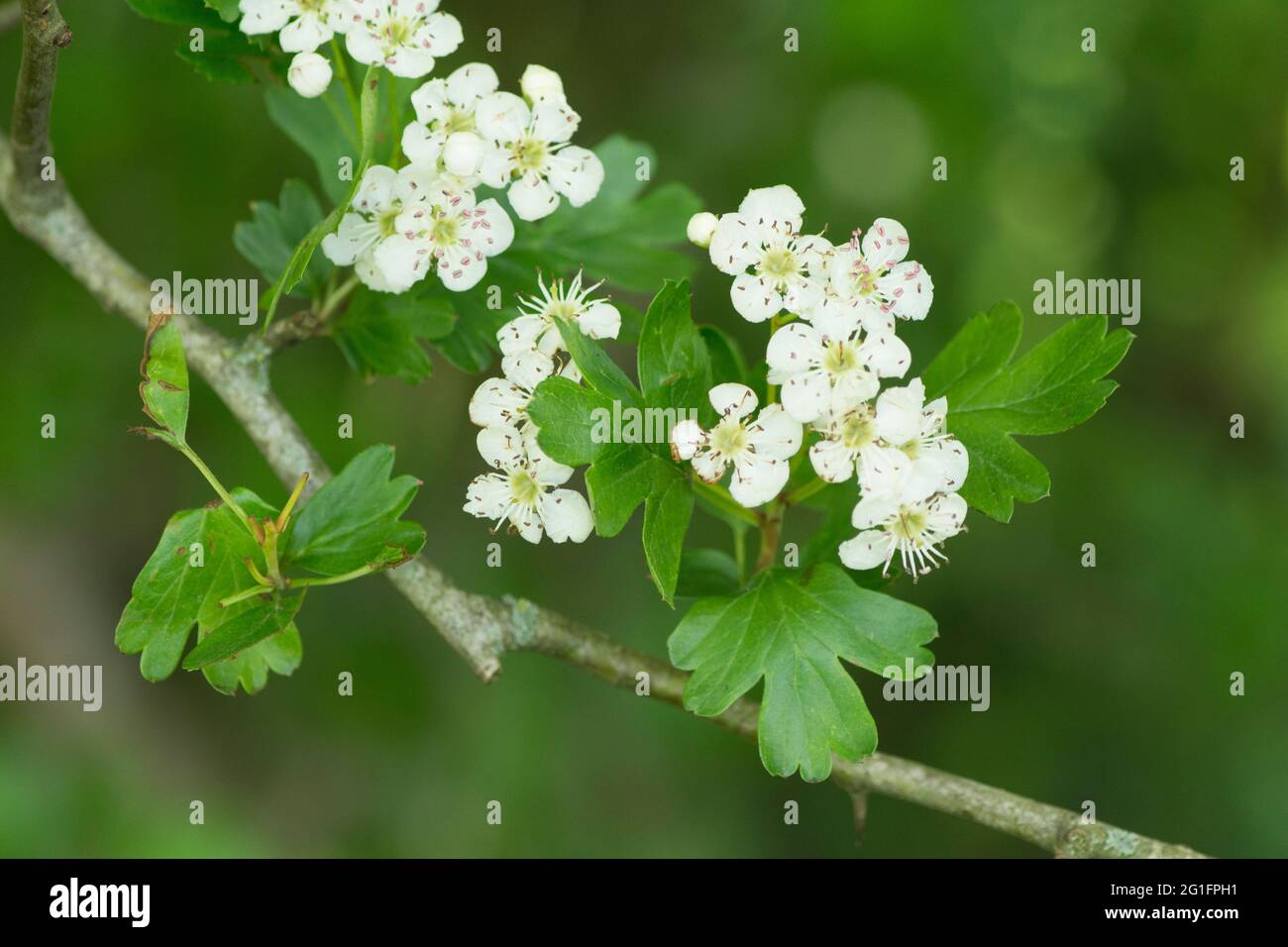 Mayflower tree hi-res stock photography and images - Alamy