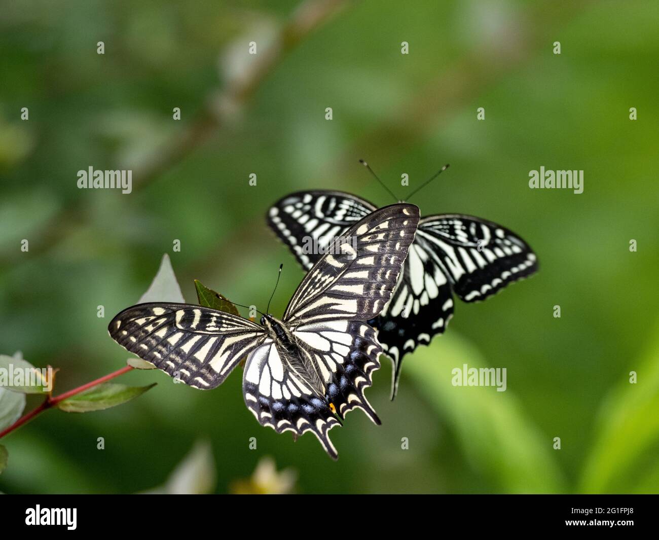 Closeup of beautiful Chinese Yellow Swallowtail (Papilio xuthus ...