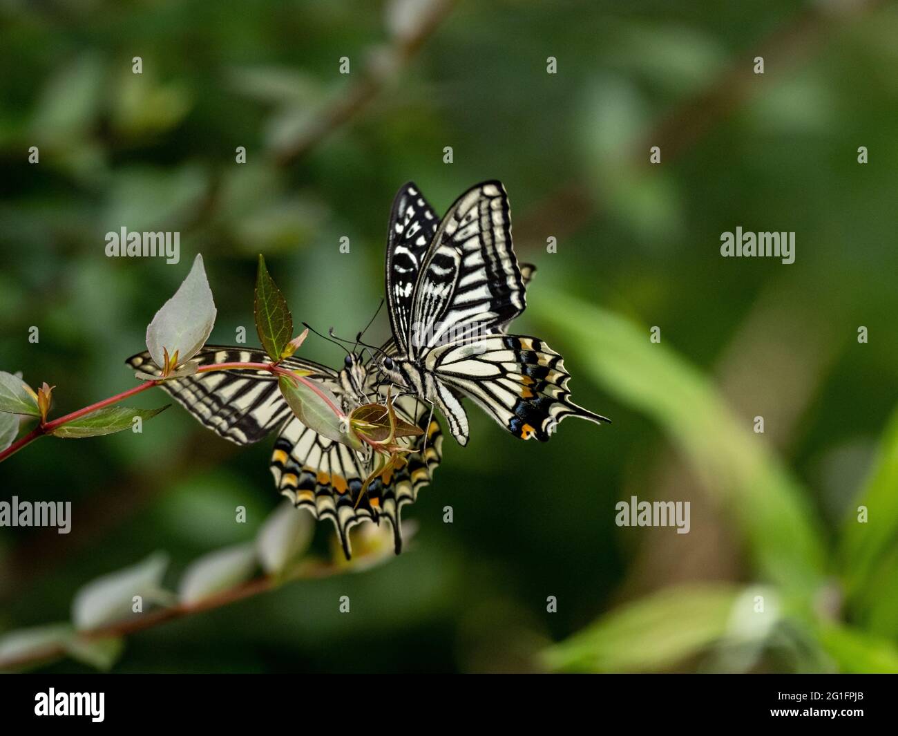Closeup of beautiful Chinese Yellow Swallowtail (Papilio xuthus ...