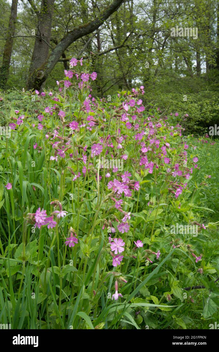 Red Campion, Red Catchfly, Silene dioica, Melandrium rubrum, May, UK ...