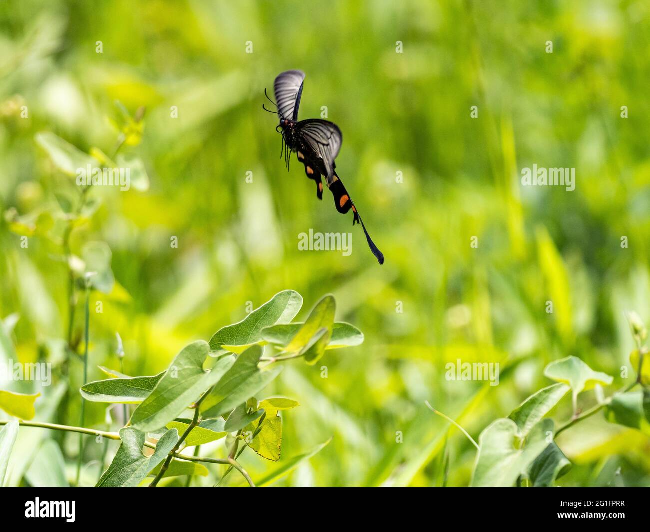Beautiful shot of a Chinese Windmill (Byasa alcinous) butterfly flying ...