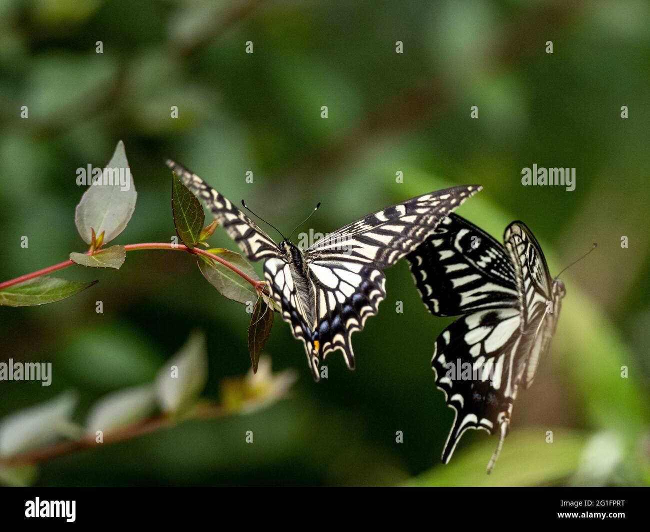 Xuthus Swallowtail High Resolution Stock Photography and Images - Alamy