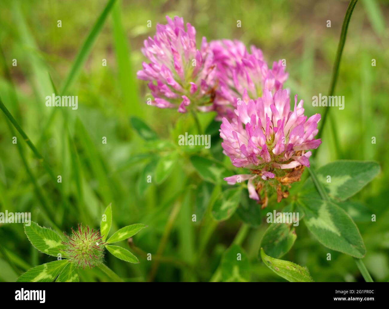Pink clovers hi-res stock photography and images - Alamy