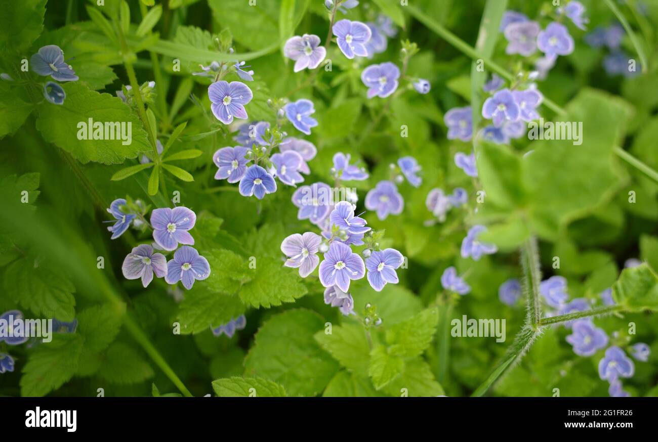 Pale blue flowers of Veronica filiformis (slender speedwell, creeping ...