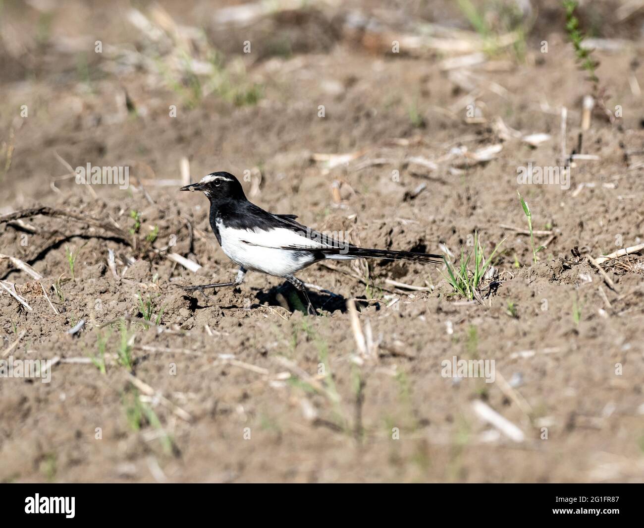 Closeup of a Japanese Wagtail (Motacilla grandis) standing on the soil ...