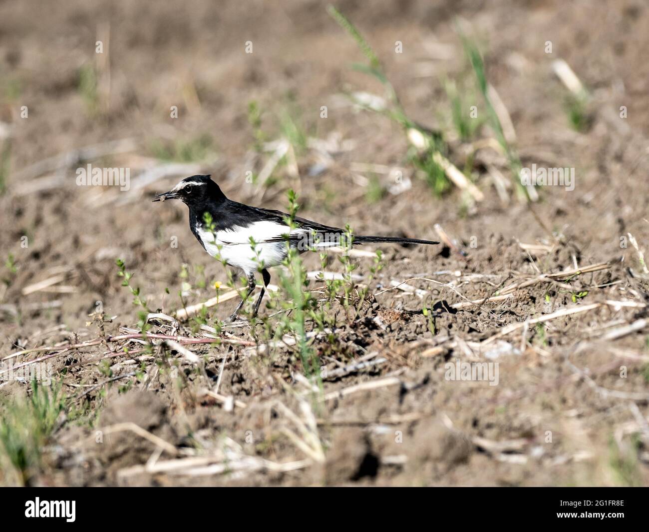 Japanese wagtail bird hi-res stock photography and images - Alamy