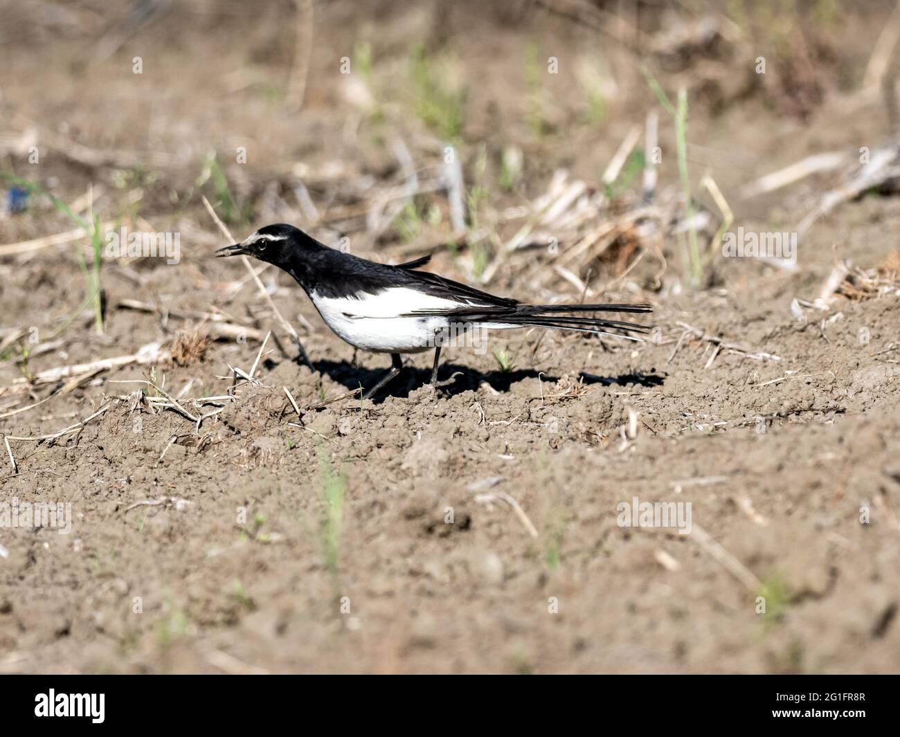Closeup of a Japanese Wagtail (Motacilla grandis) standing on the soil ...