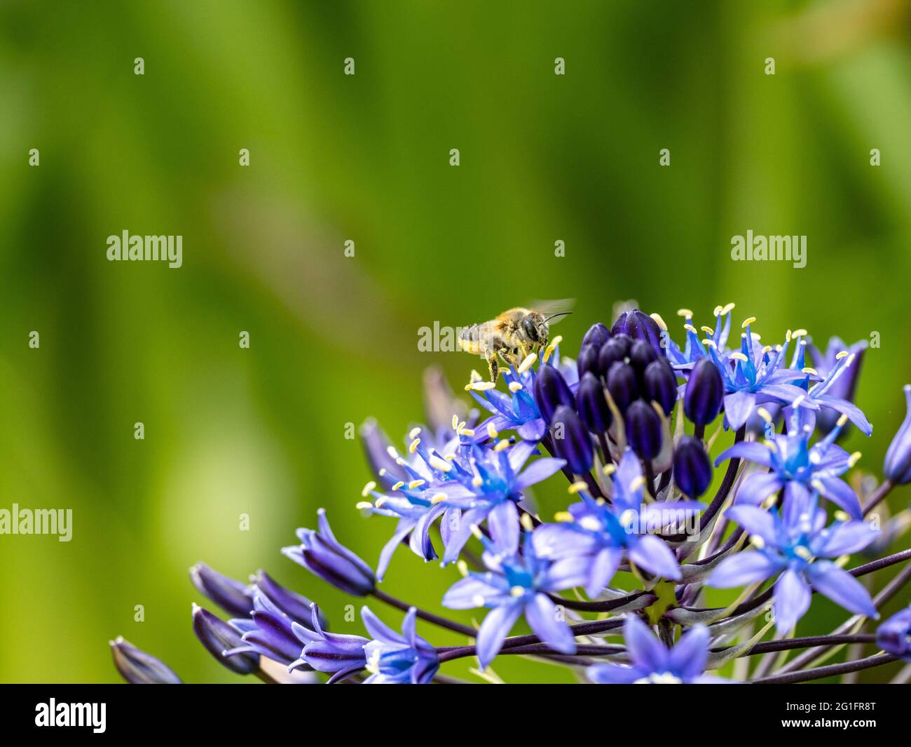 Beautiful shot of a bee on Portuguese squill (Scilla peruviana) flowers ...