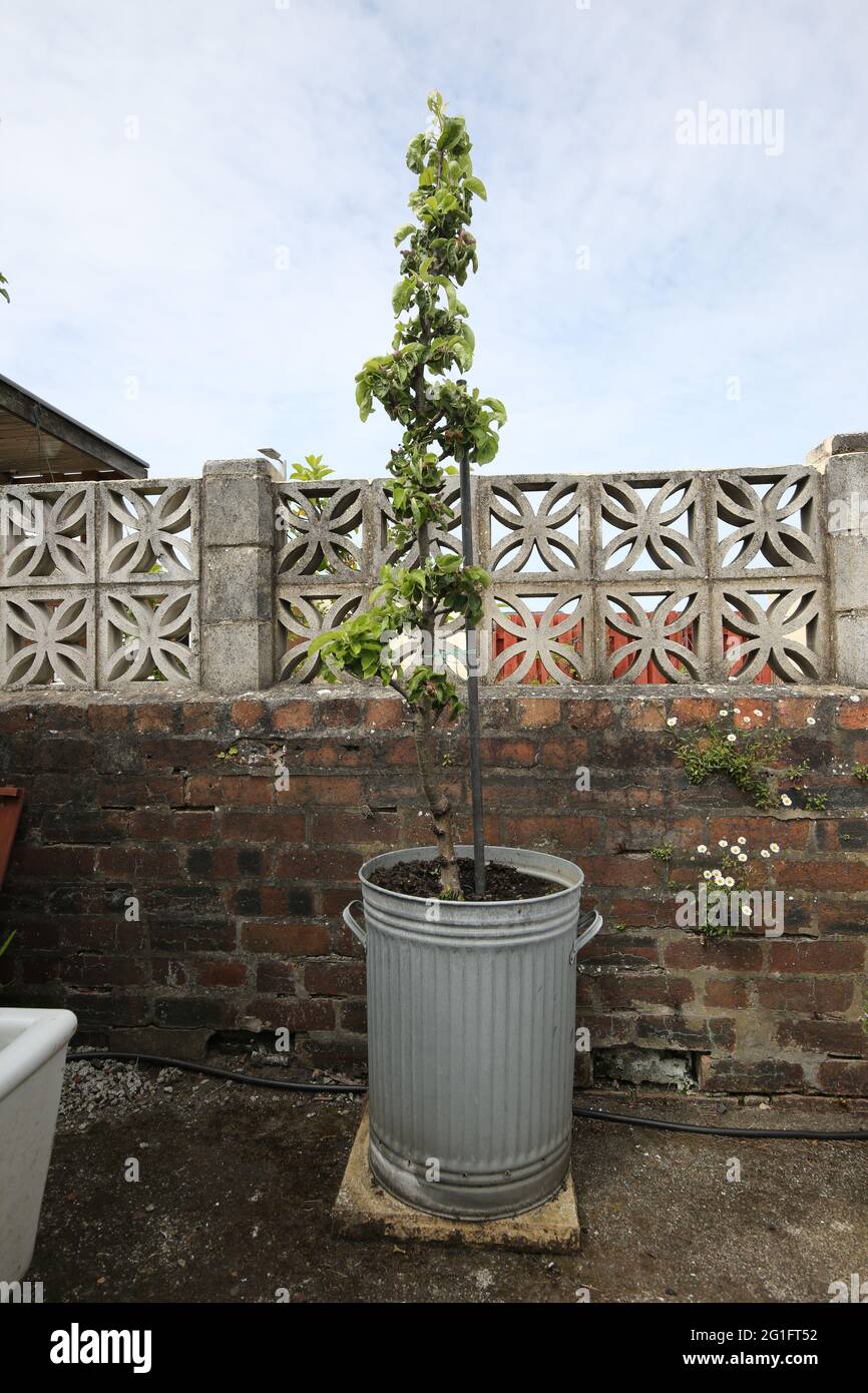 Old dustbin being used as planter with apple tree growing in it Stock ...