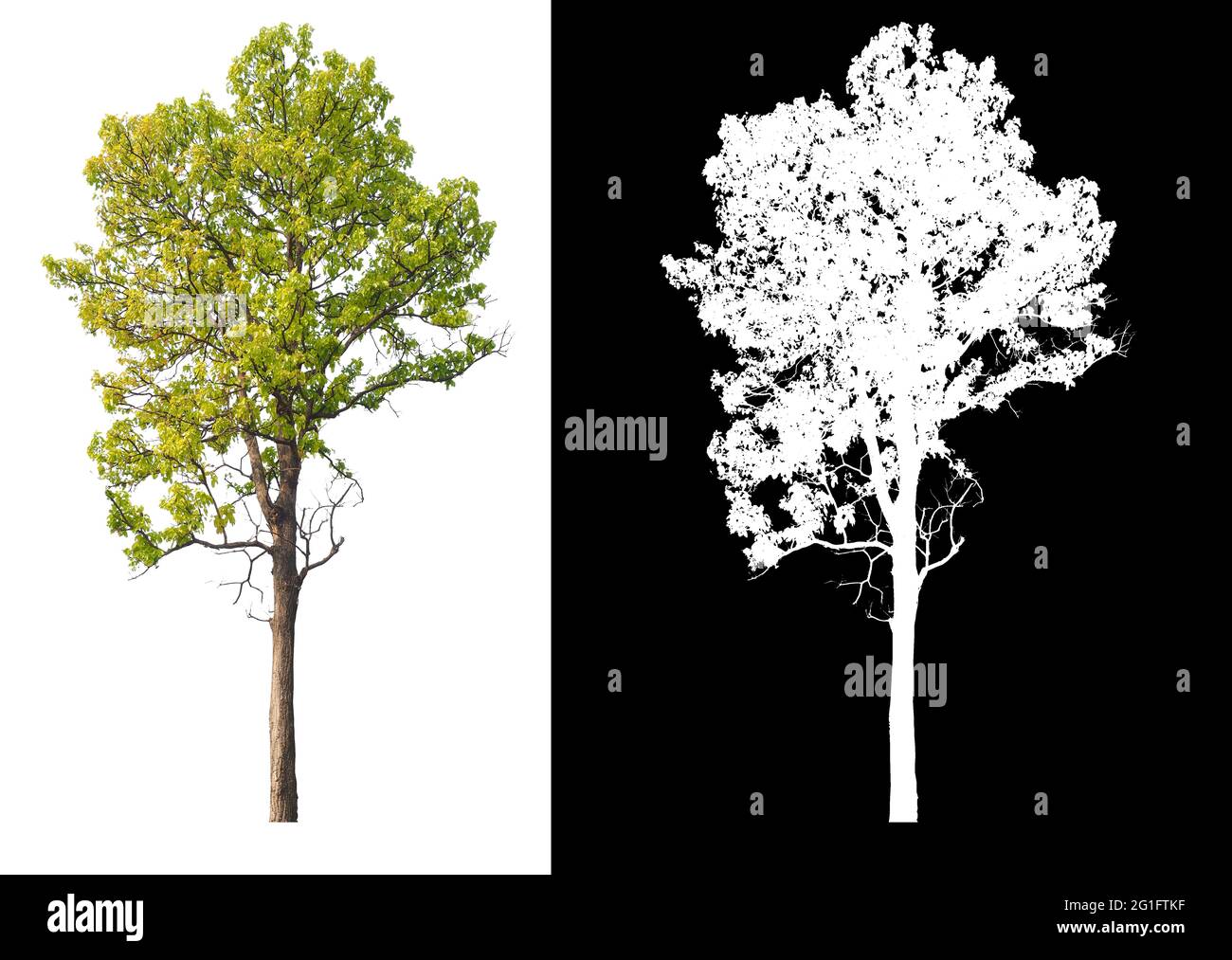 Green tree isolated on white background with post cut out original ...