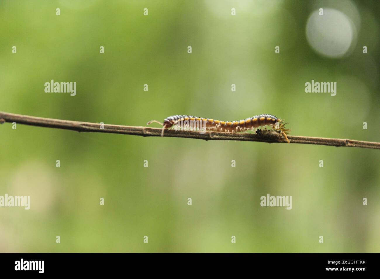New annelida in nature, brazilian animals for anatomy Stock Photo - Alamy
