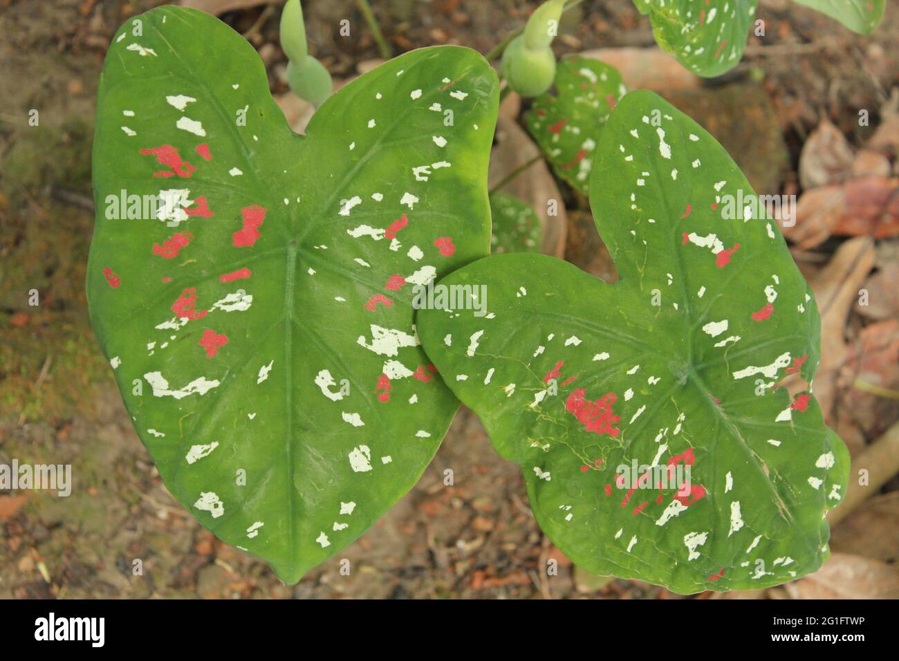 Taro plant hi-res stock photography and images - Alamy