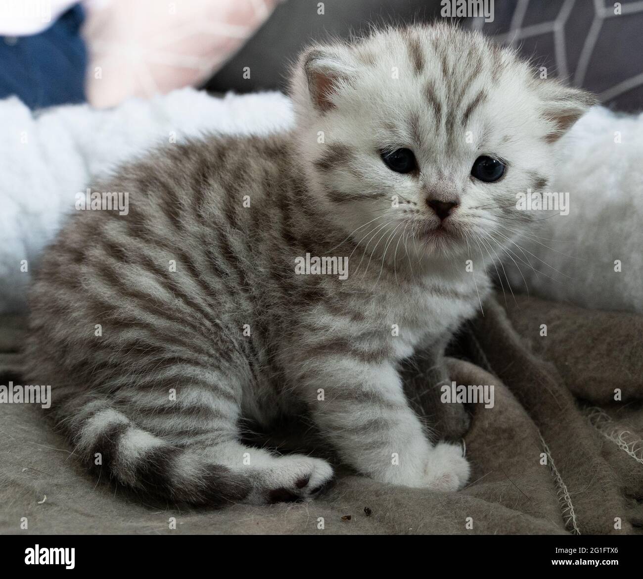 Cute small baby British Shorthair Stock Photo - Alamy