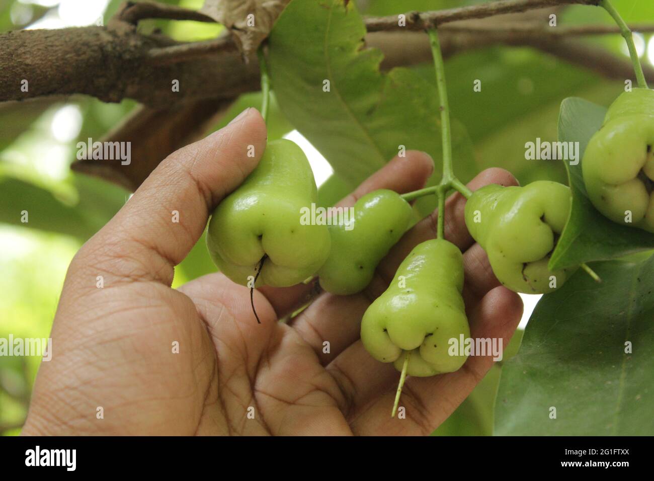 Syzygium leaf hi-res stock photography and images - Alamy