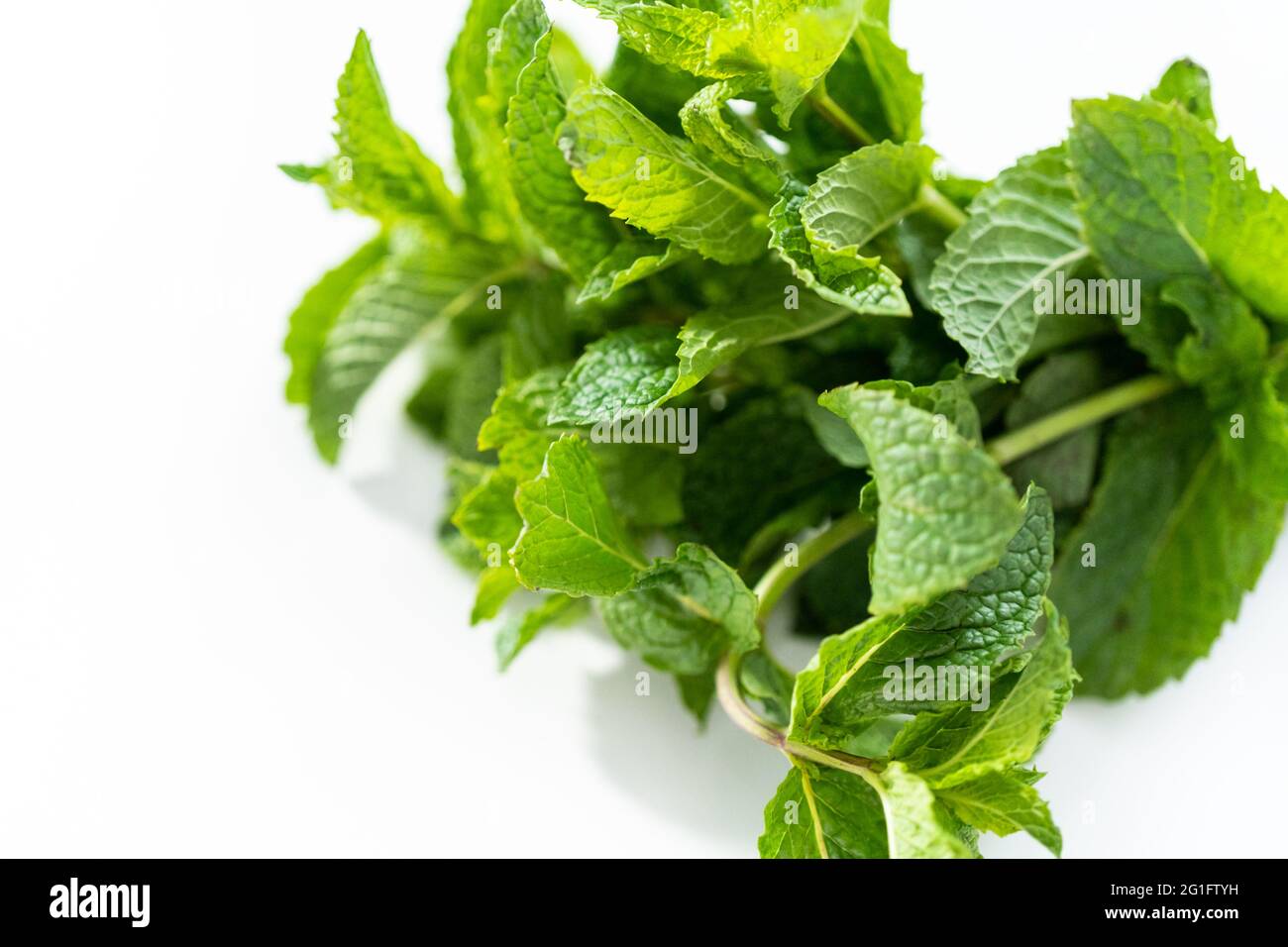 Fresh mint from the organic garden on a white background Stock Photo ...