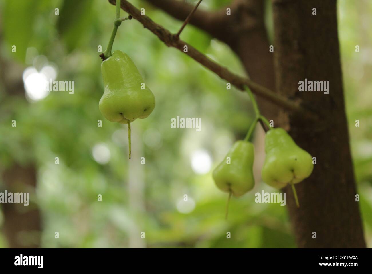 Apple of the tree branch hi-res stock photography and images - Alamy