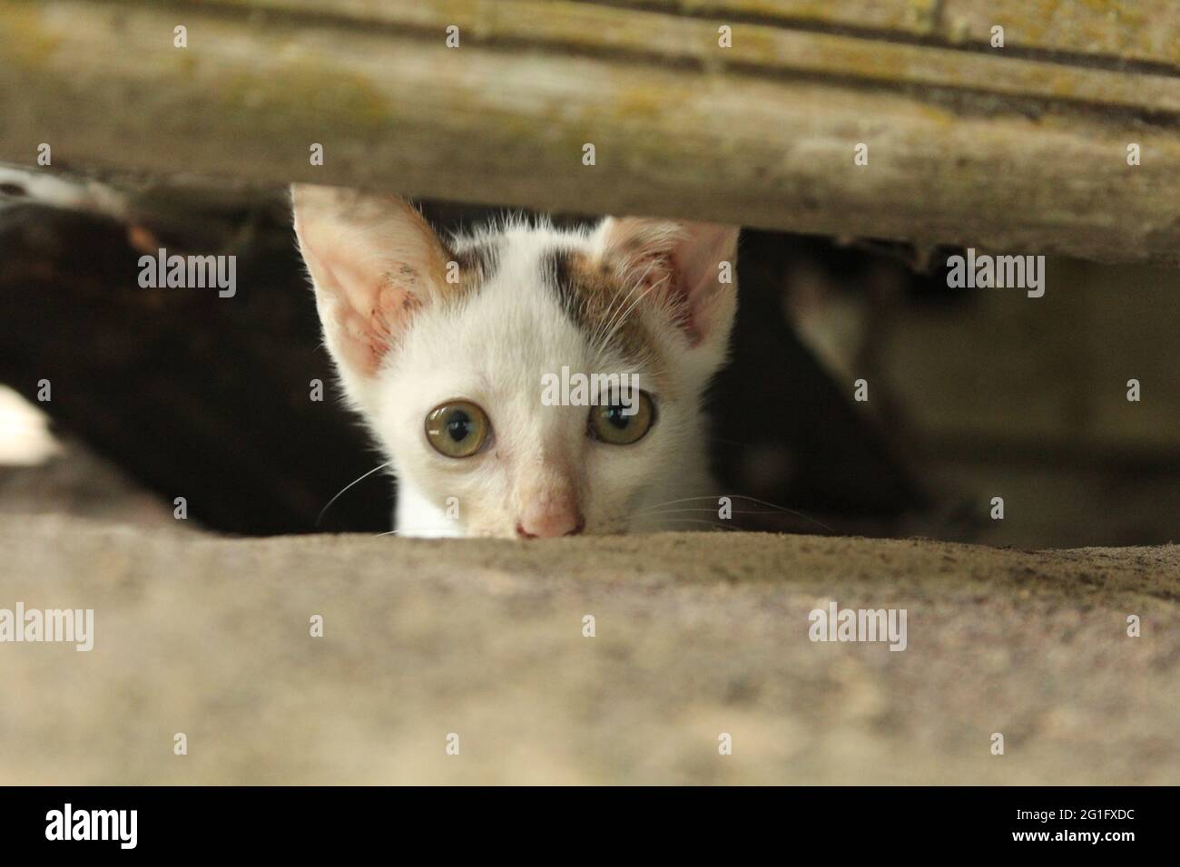 Ketty hi-res stock photography and images - Alamy