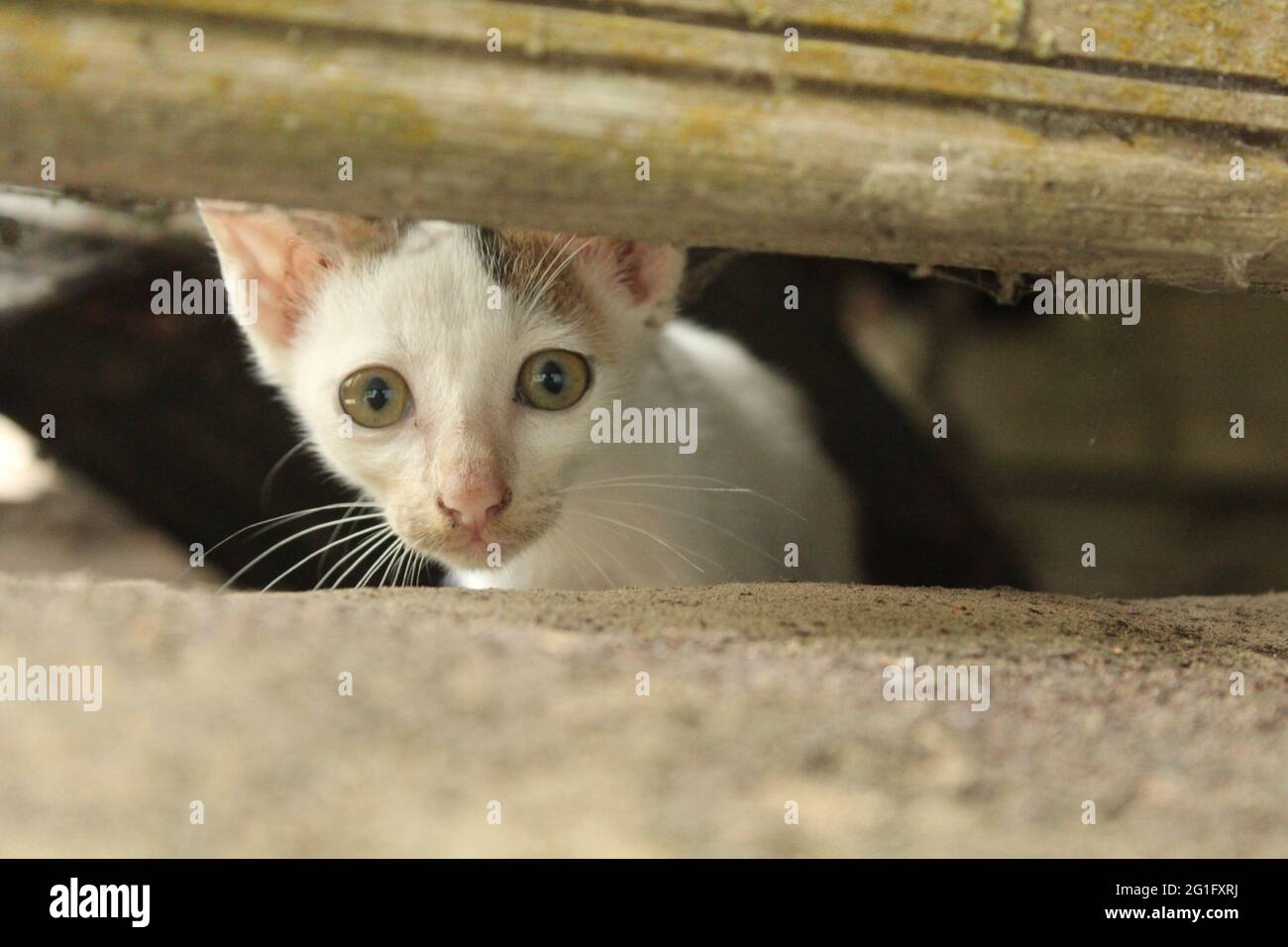 Beautiful white cat hi-res stock photography and images - Alamy