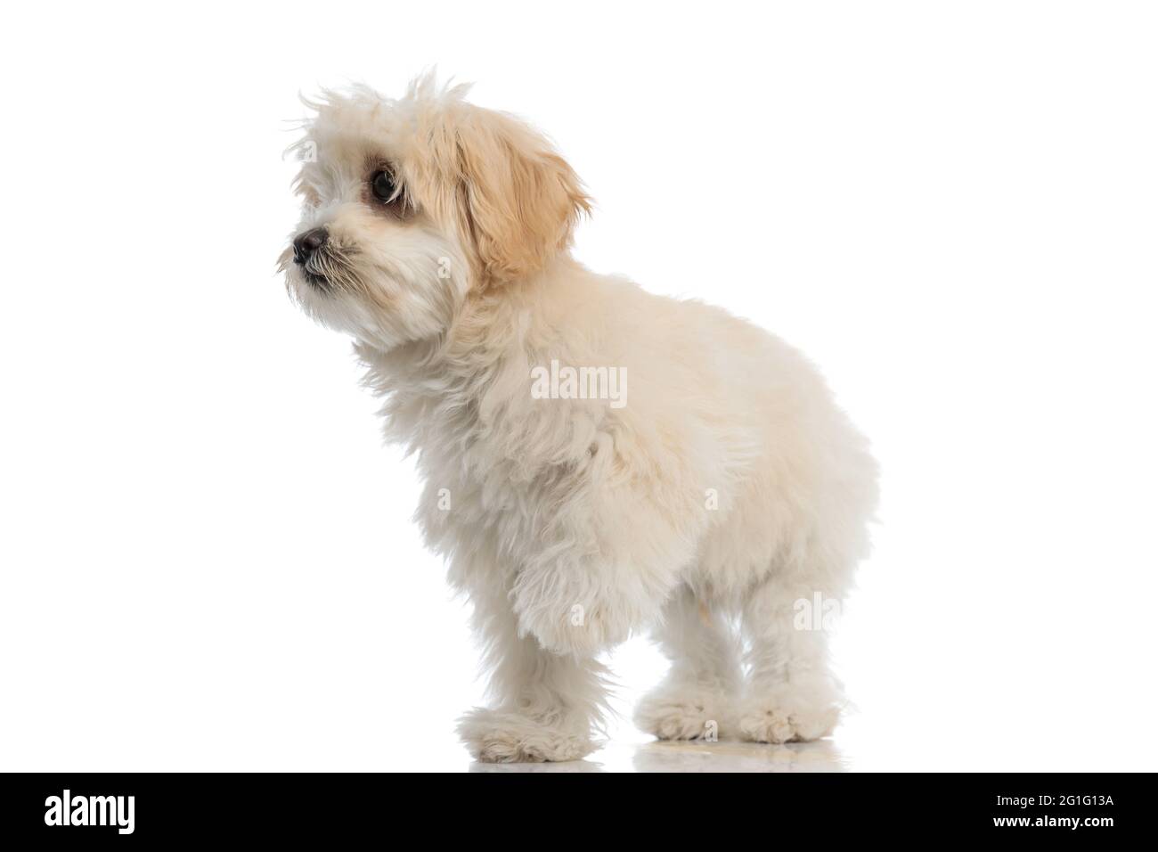side view of a cute bichon dog looking to side with one paw up and ...
