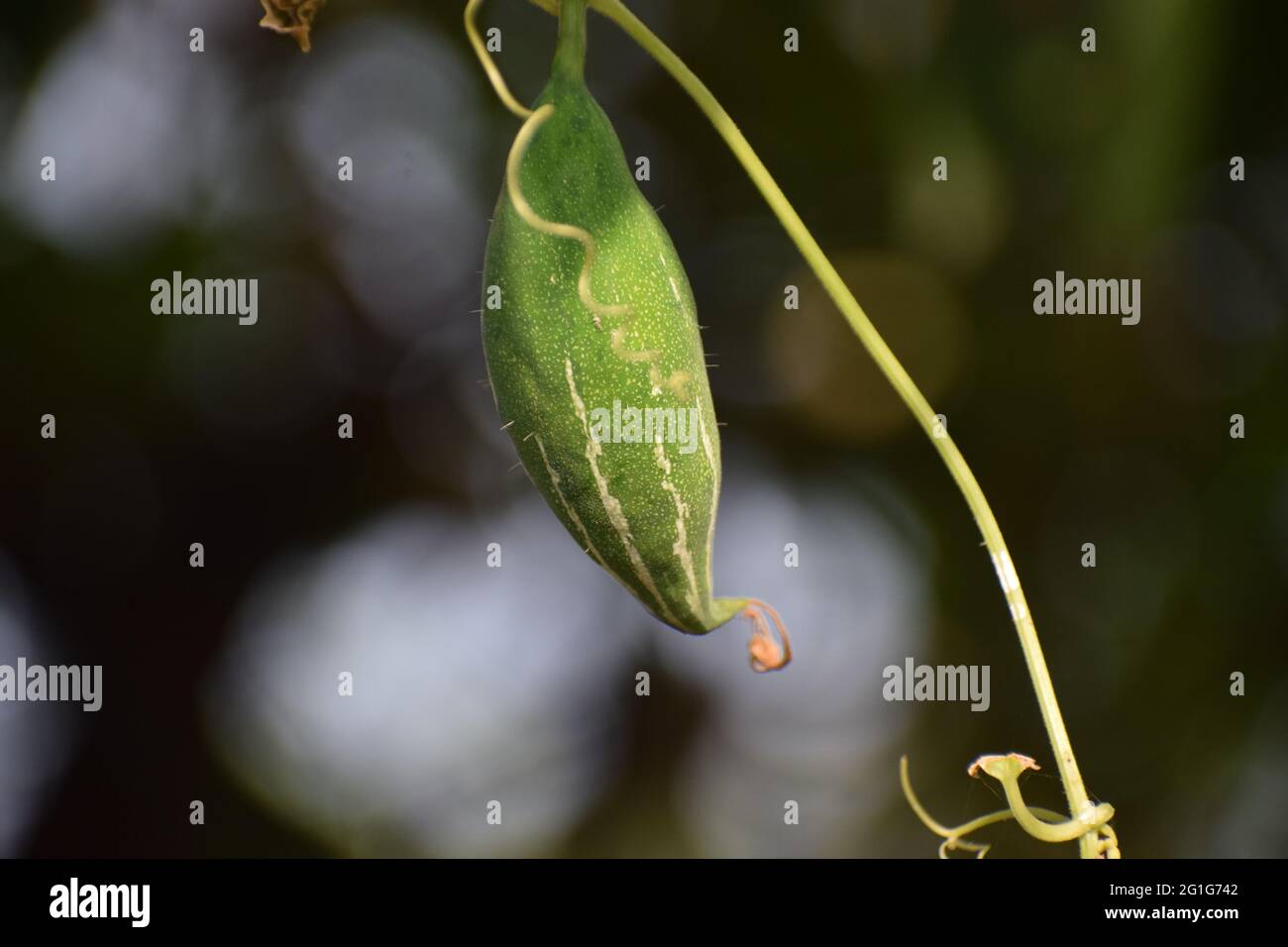Selective focus of Ivy guard vegetable on a dark background Stock Photo ...