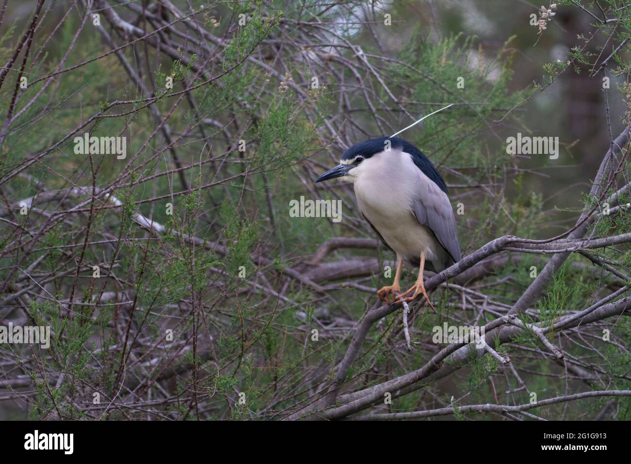 Night heron Nycticorax nycticorax in close view Stock Photo - Alamy