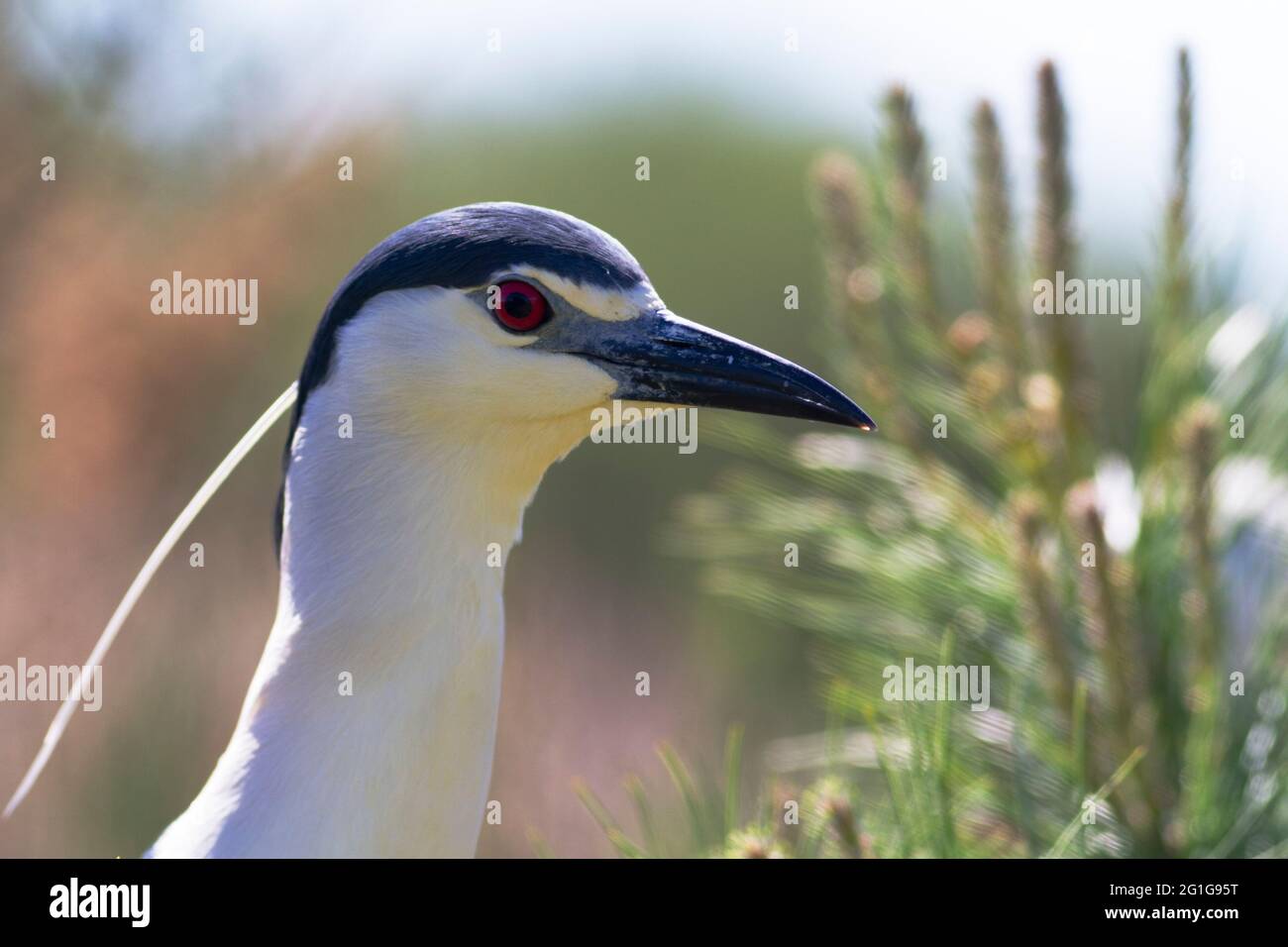 Night heron Nycticorax nycticorax in close view Stock Photo - Alamy