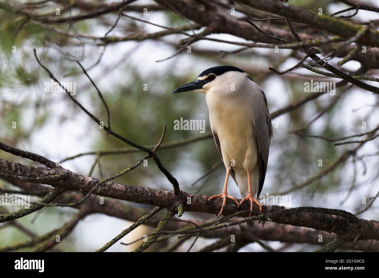 Night heron Nycticorax nycticorax in close view Stock Photo - Alamy