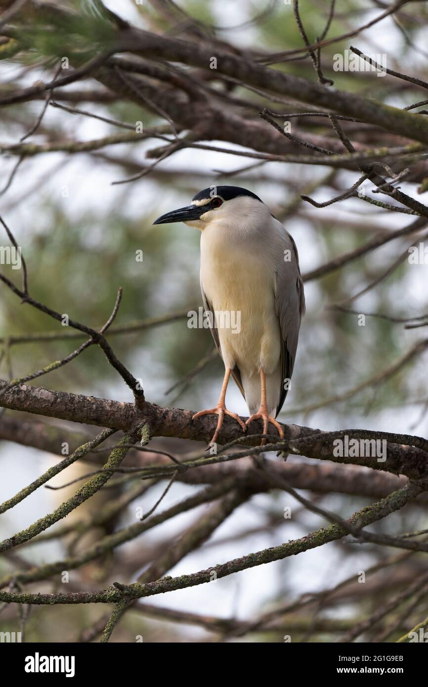 Night heron Nycticorax nycticorax in close view Stock Photo - Alamy