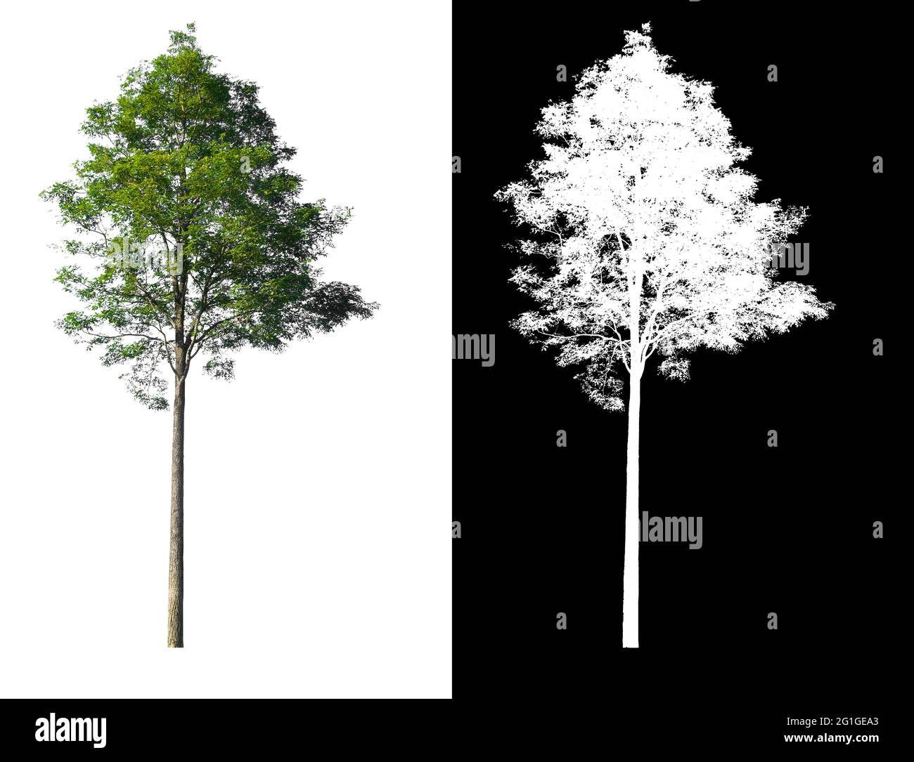 Green tree isolated on white background with post cut out original ...