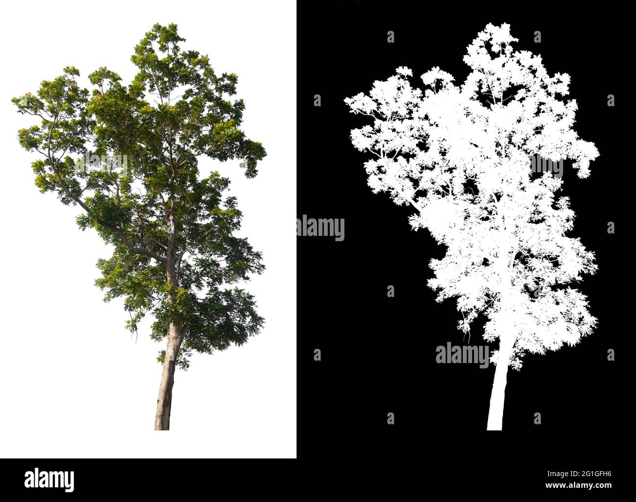 Green tree isolated on white background with post cut out original ...