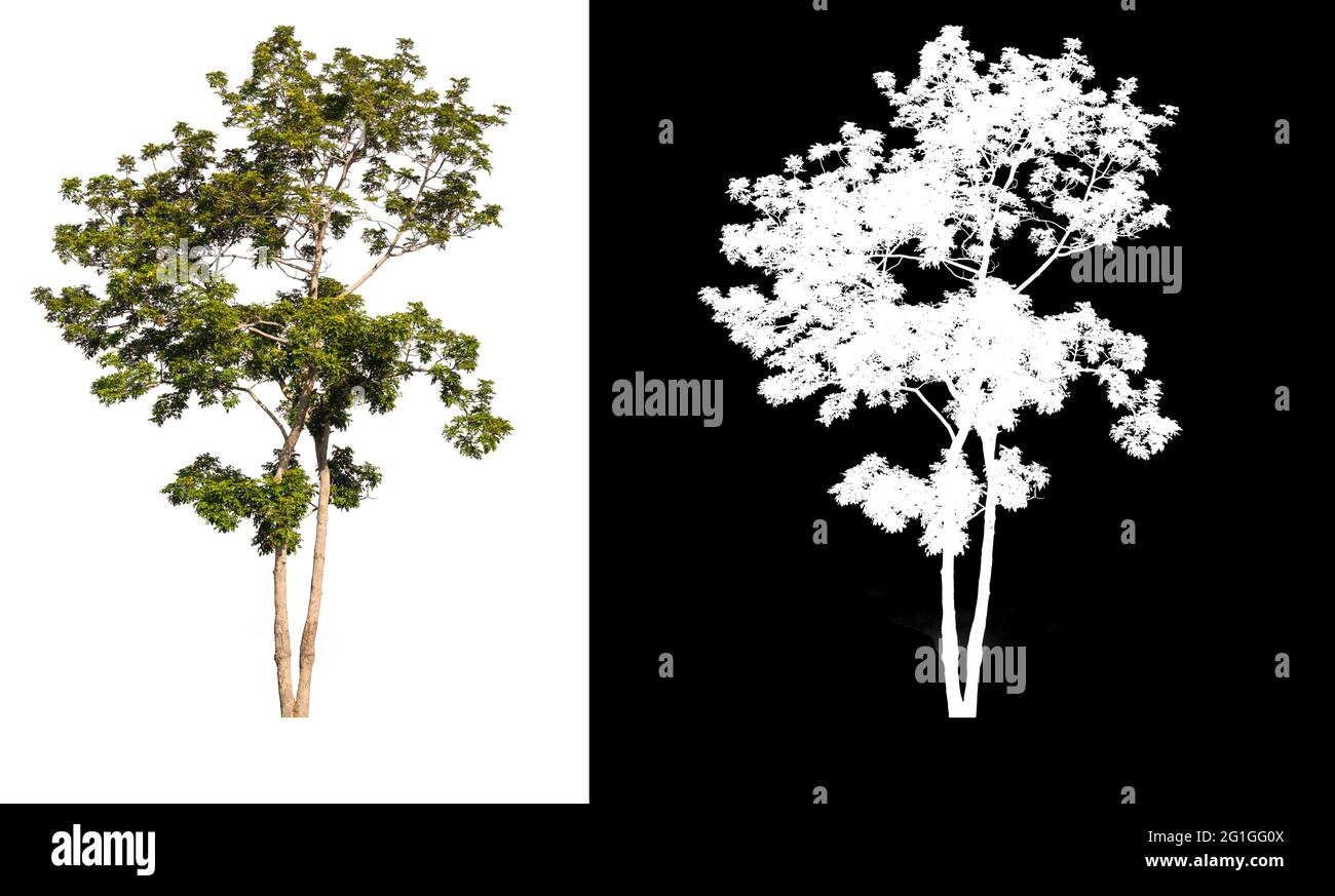 Green tree isolated on white background with post cut out original ...