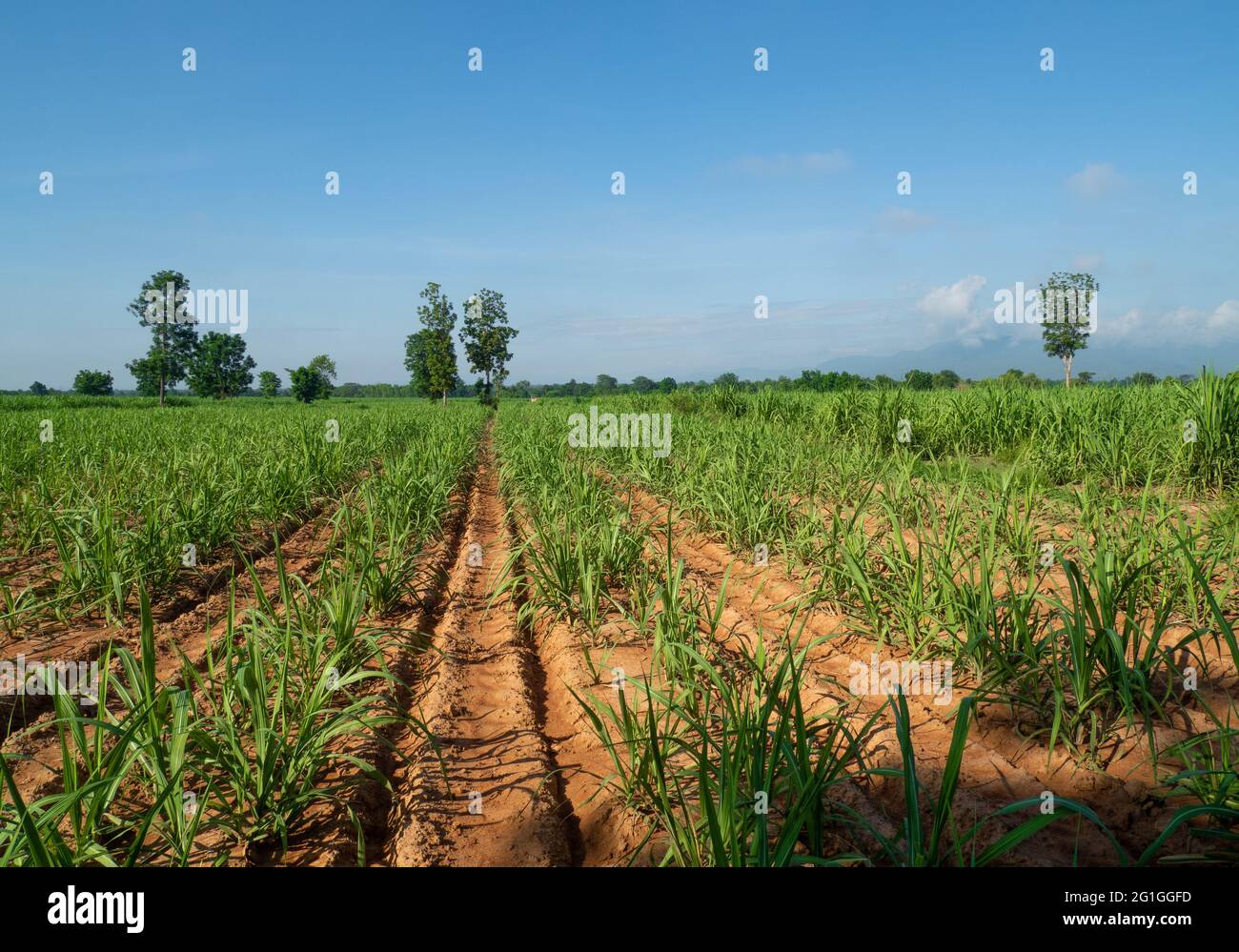 Bio fuel day hi-res stock photography and images - Alamy