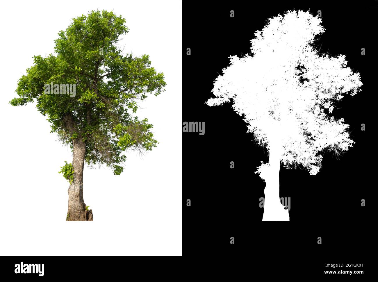 Green tree isolated on white background with post cut out original ...