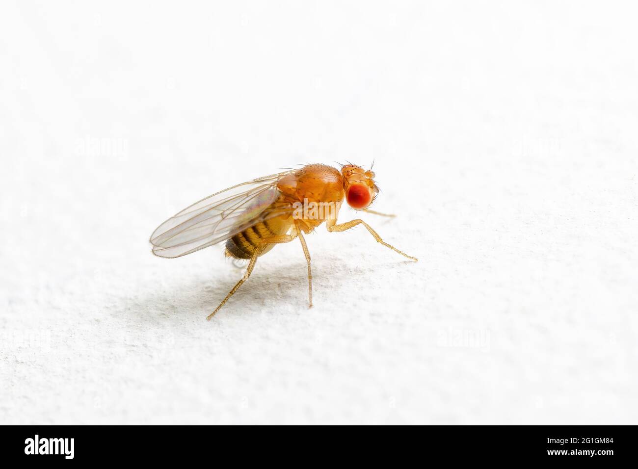 Exotic Drosophila Fruit Fly Diptera Parasite Insect on White Background ...
