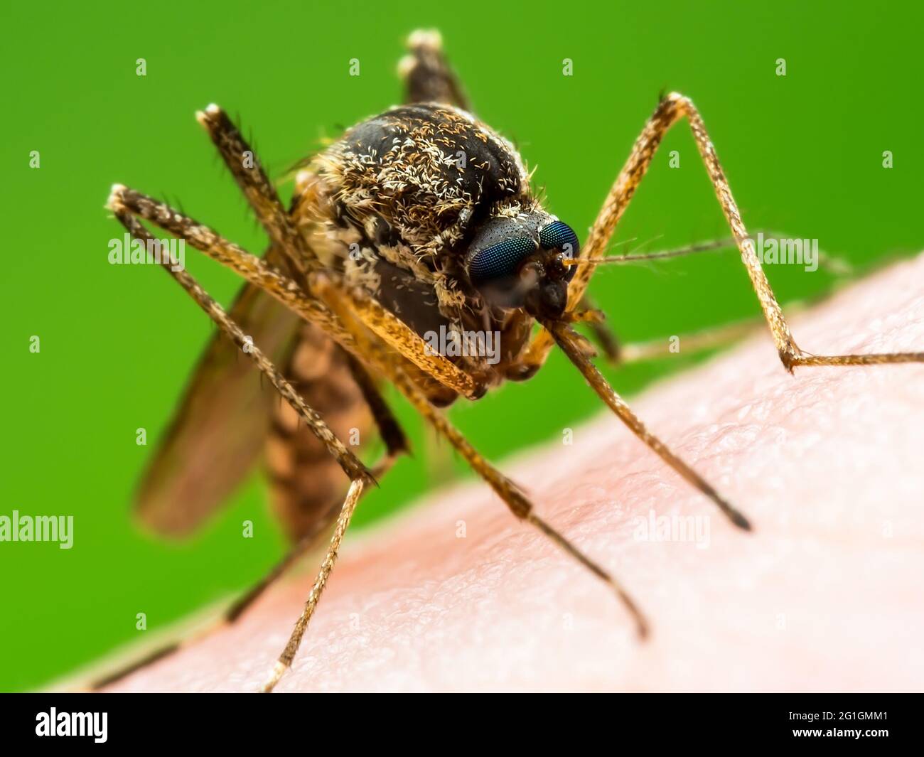 Infected Mosquito Bite