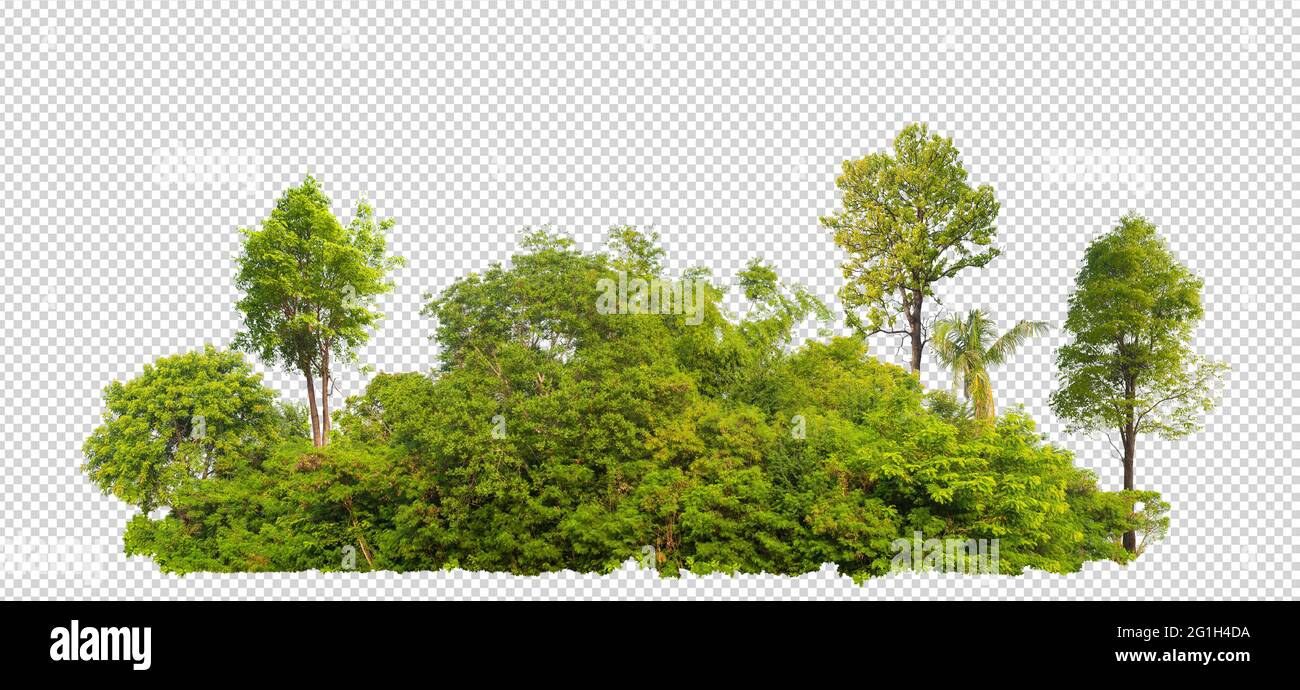 forest scape picture with cut out from original background with ...