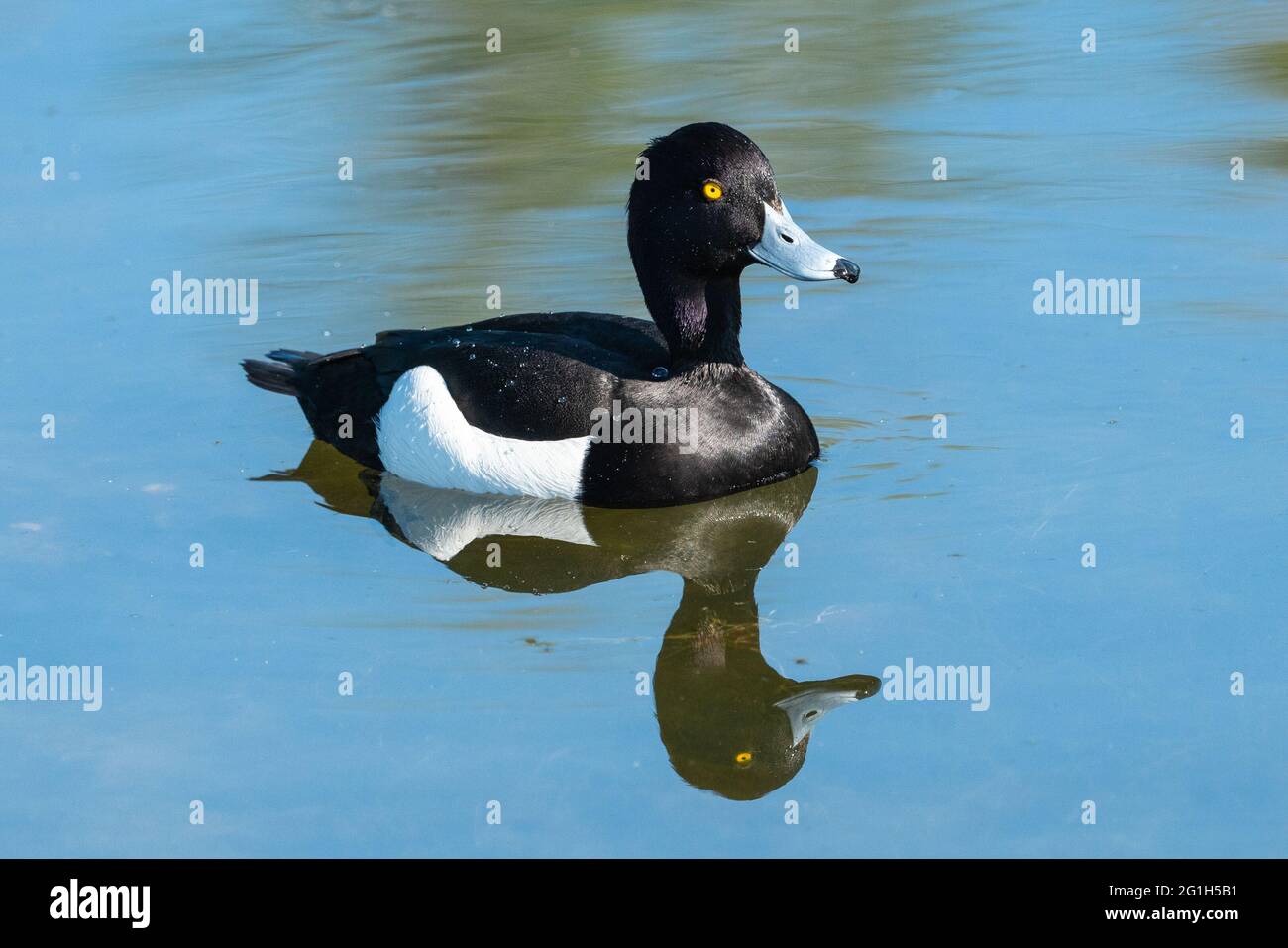Yellow eyed duck hi-res stock photography and images - Alamy