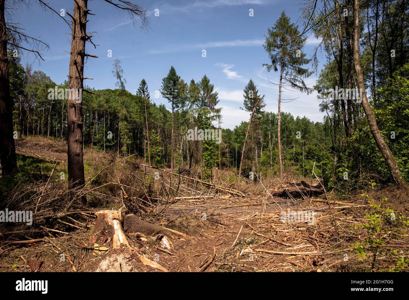 Klimawandel wald hi-res stock photography and images - Alamy