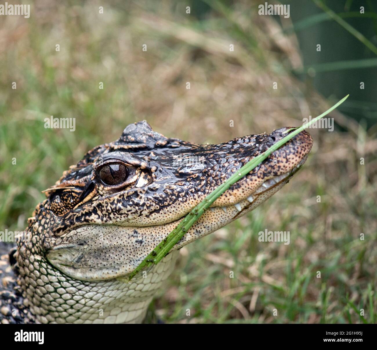 this is a side view of a young alligator Stock Photo - Alamy