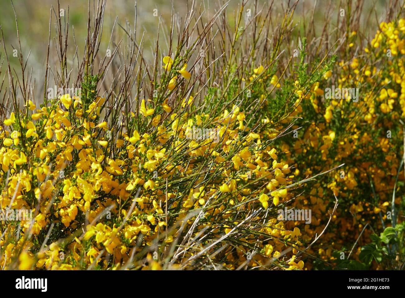 field of small yellow flowers in denmark Stock Photo - Alamy