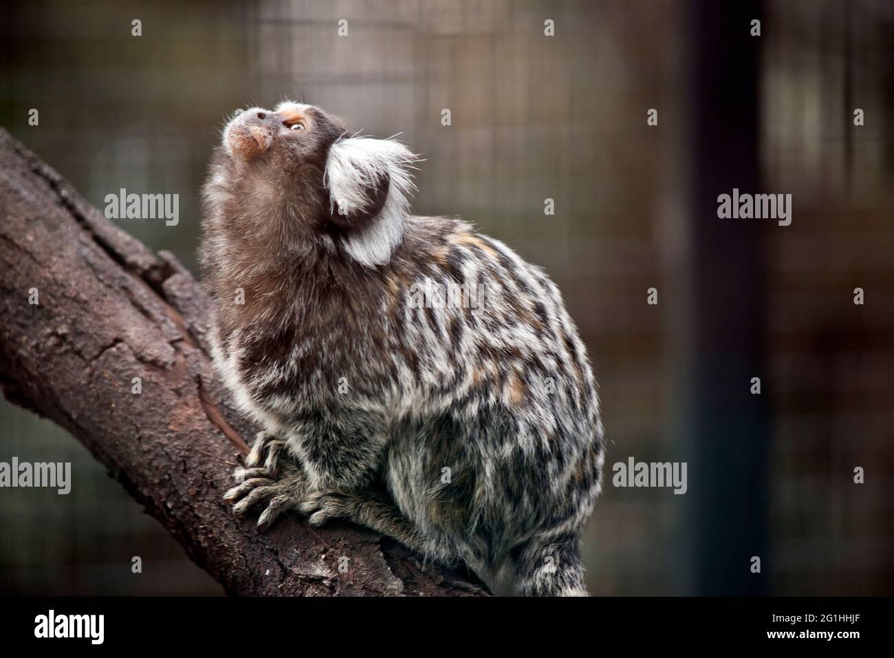 the common marmoset is perched on a tree branch Stock Photo - Alamy