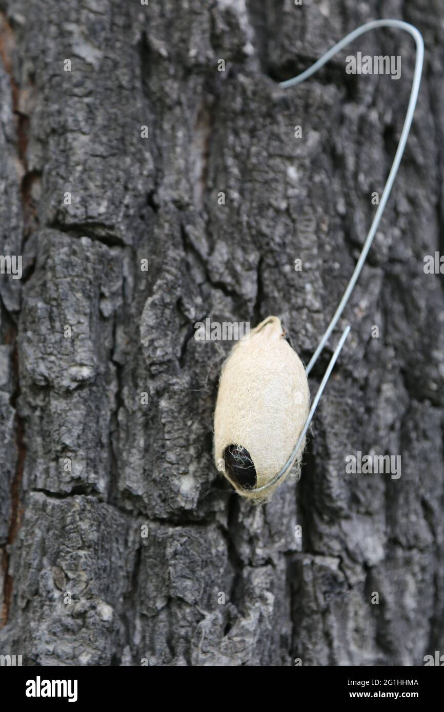 Silk moth cocoon on a tree hi-res stock photography and images - Alamy