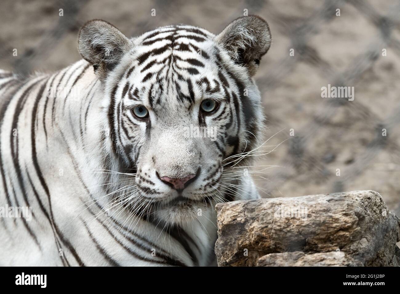 Closeup shot of a beautiful white tiger Stock Photo - Alamy