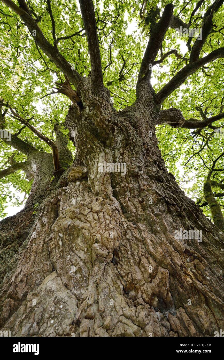 Saint Tugdual (Brittany, north western France): oak of Paner Stock ...