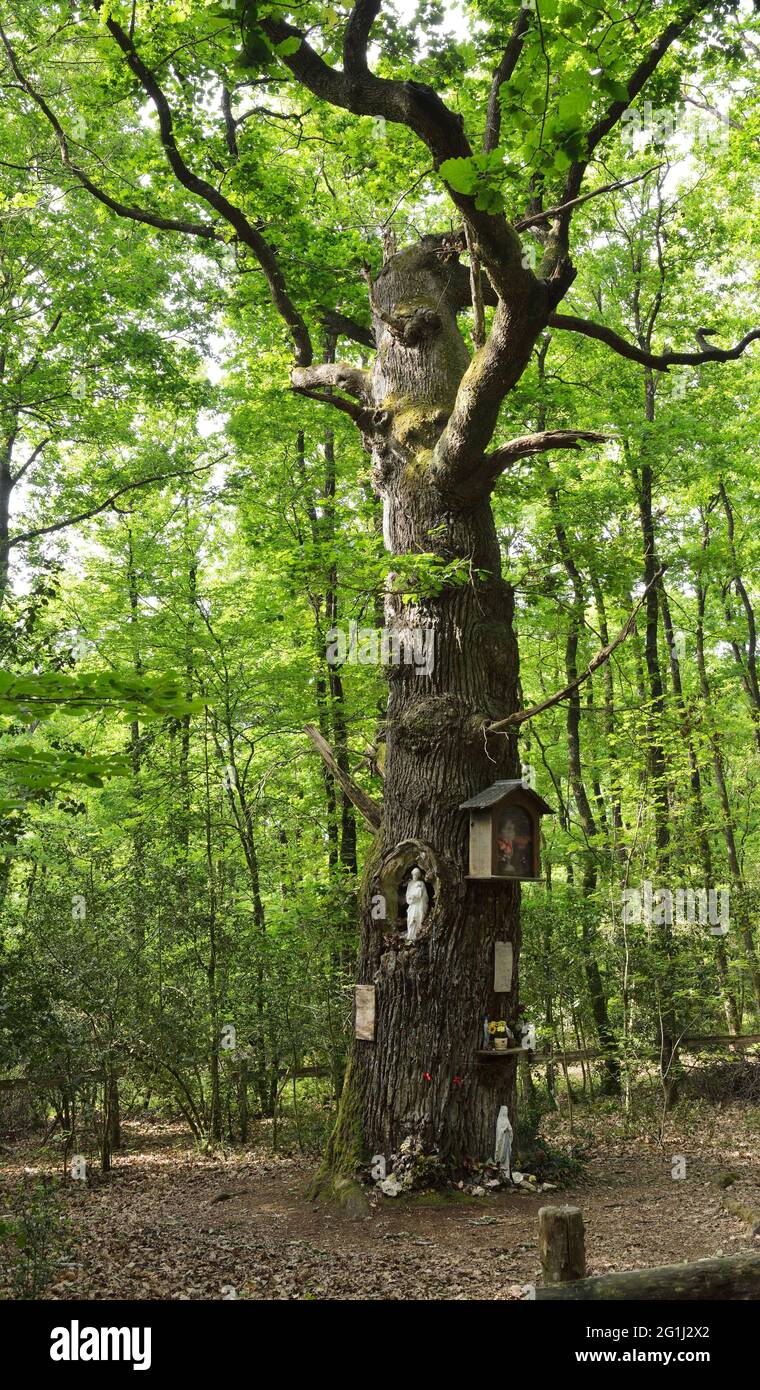 Bonnoeuvre (north western France): oak tree “chene aux clous” Stock ...