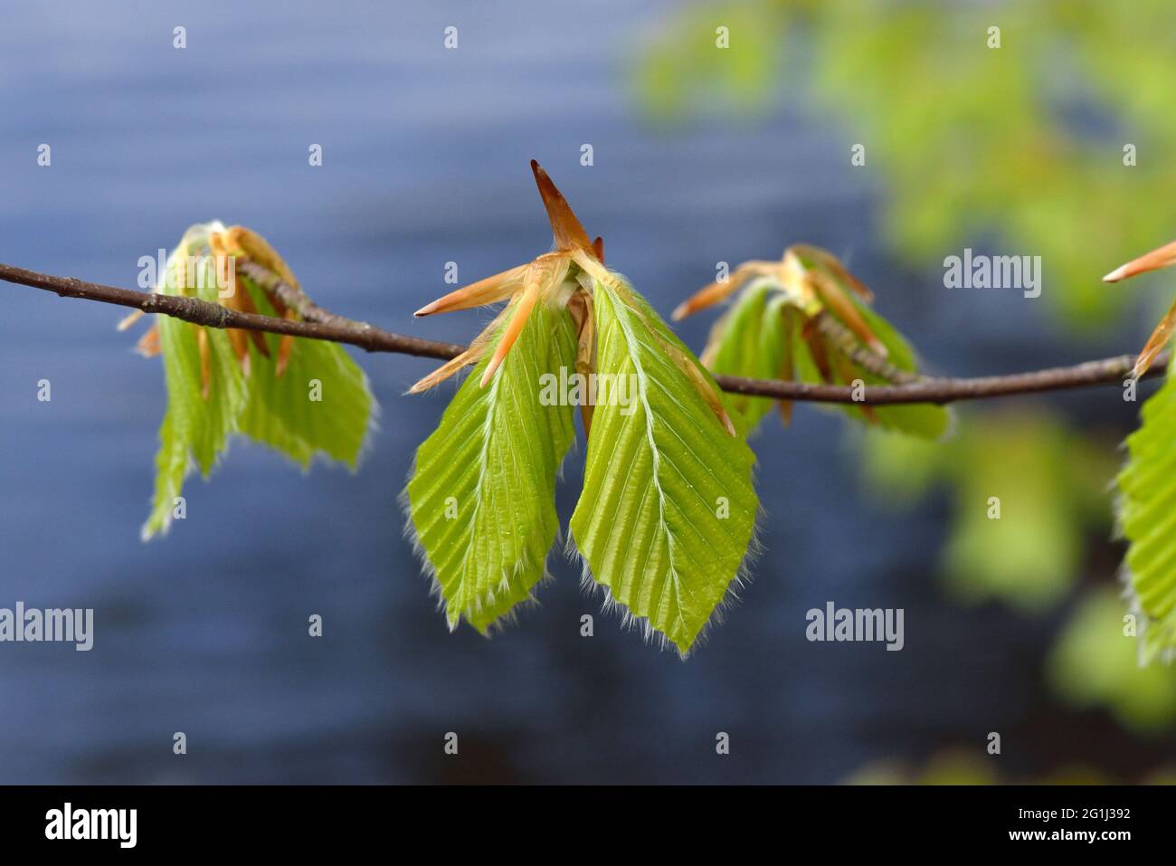 Close up shot beech tree hi-res stock photography and images - Alamy